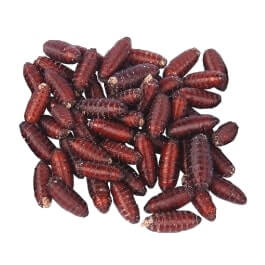 Fishing Planet Collective