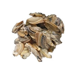 Fishing Planet Collective