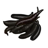 Fishing Planet Collective