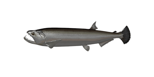 Fishing Planet Collective