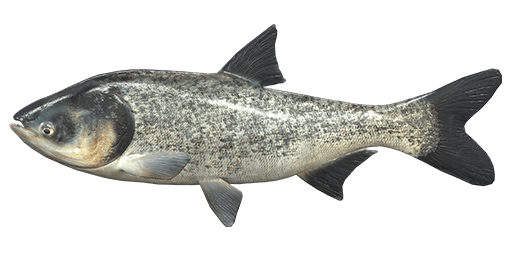 Fishing Planet Collective