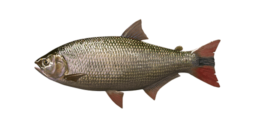 Fishing Planet Collective