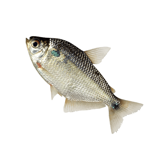 Fishing Planet Collective