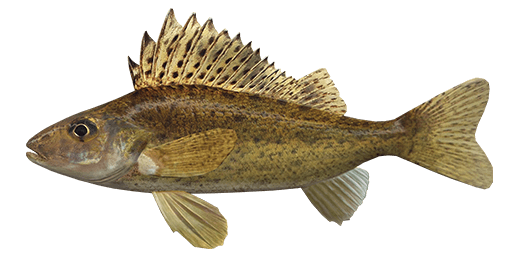 Fishing Planet Collective