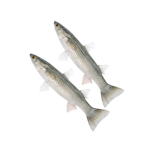 Fishing Planet Collective