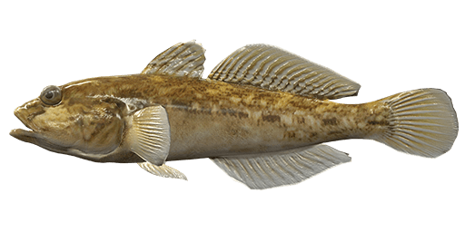 Fishing Planet Collective