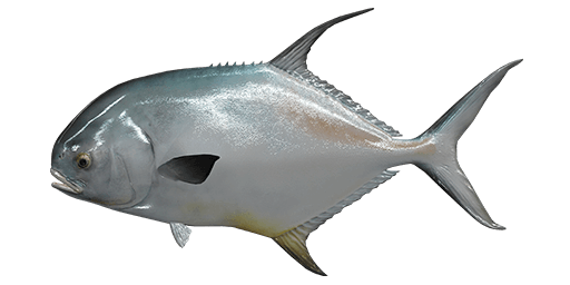 Fishing Planet Collective