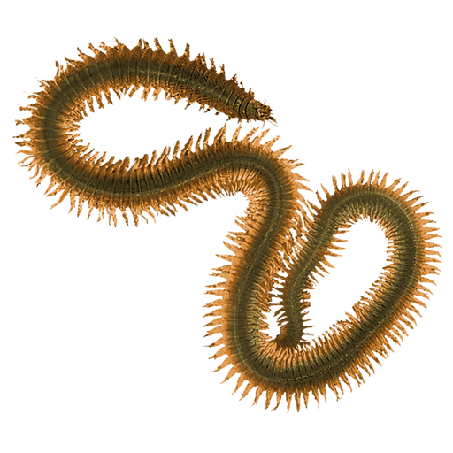 Fishing Planet Collective