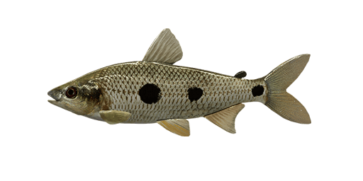 Fishing Planet Collective