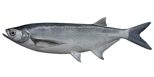 Fishing Planet Collective