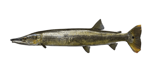 Fishing Planet Collective