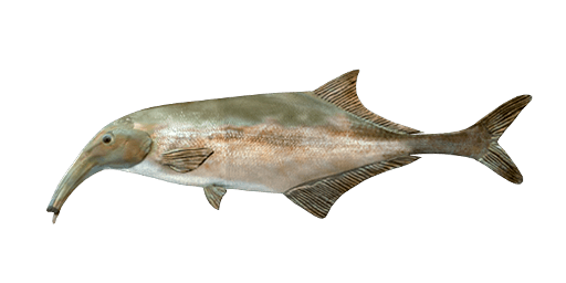 Fishing Planet Collective