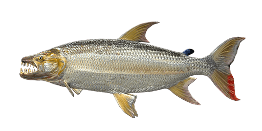 Fishing Planet Collective