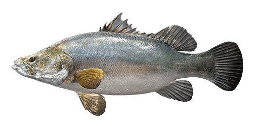 Fishing Planet Collective