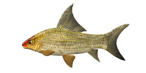 Fishing Planet Collective