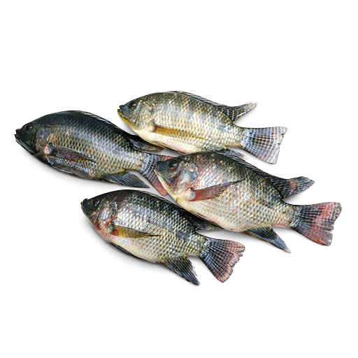 Fishing Planet Collective