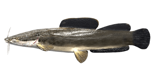 Fishing Planet Collective