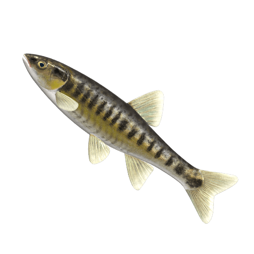 Fishing Planet Collective