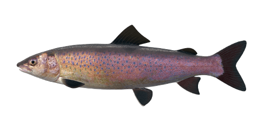 Fishing Planet Collective