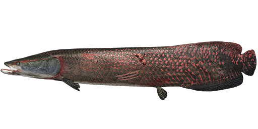 Fishing Planet Collective