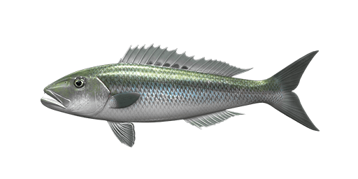 Fishing Planet Collective