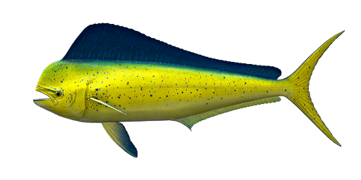 Fishing Planet Collective