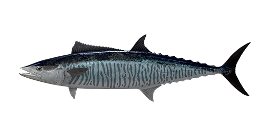 Fishing Planet Collective