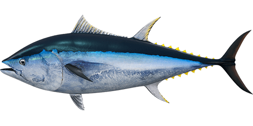 Fishing Planet Collective