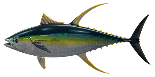 Fishing Planet Collective