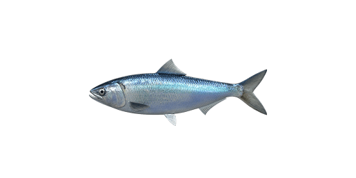 Fishing Planet Collective