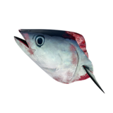 Fishing Planet Collective