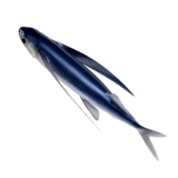 Fishing Planet Collective