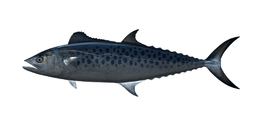 Fishing Planet Collective
