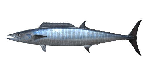 Fishing Planet Collective