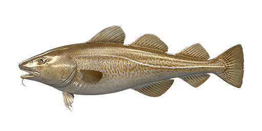 Fishing Planet Collective