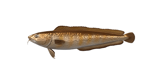 Fishing Planet Collective